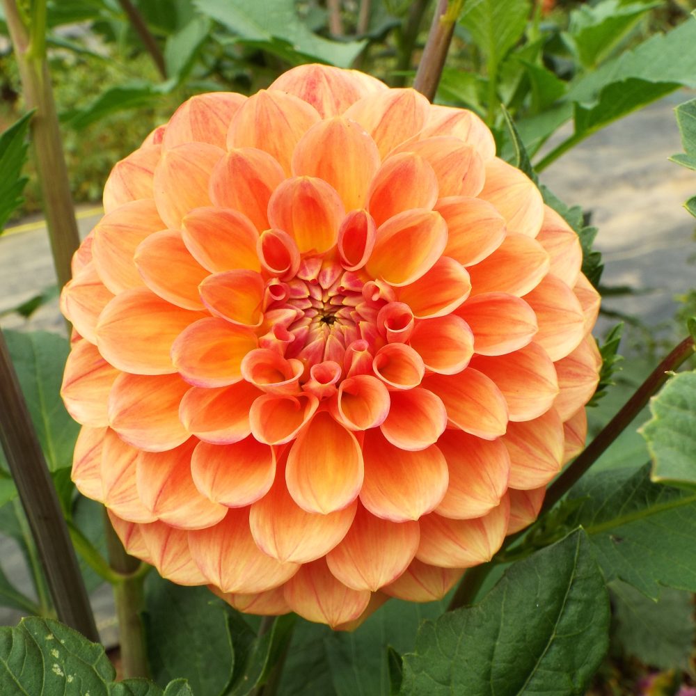 Dahlia – Lobaugh's Dahlias