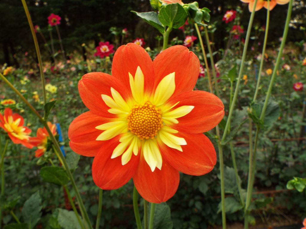 Destinys John Michael – Lobaugh's Dahlias