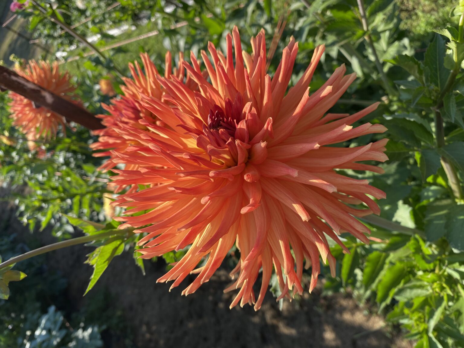 Maks Volcano – Lobaugh's Dahlias