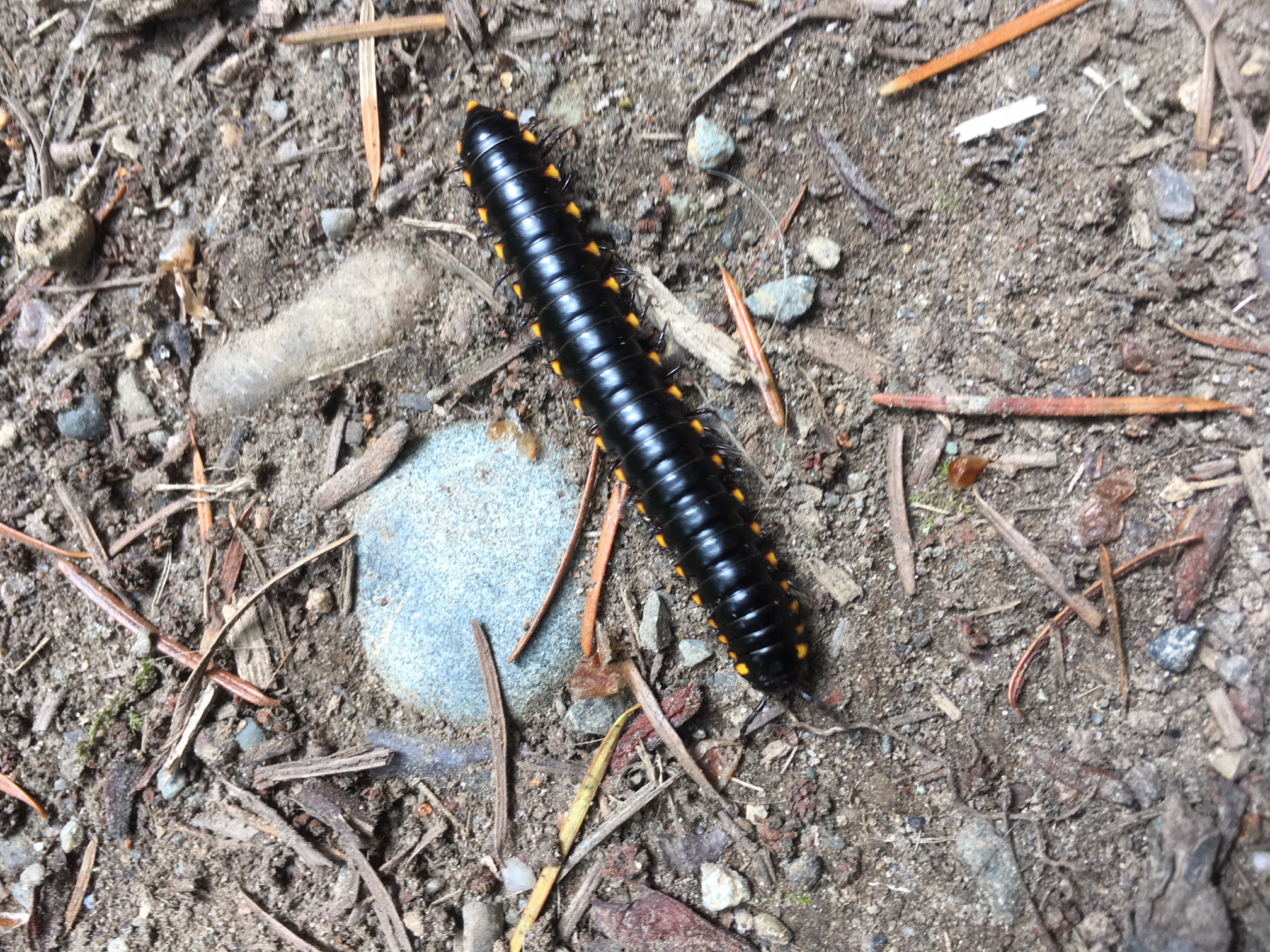 Bugs – Good or Bad? – Lobaugh's Dahlias