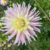 Dahlia – Lobaugh's Dahlias